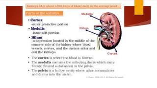 10 excretory system | PPTX