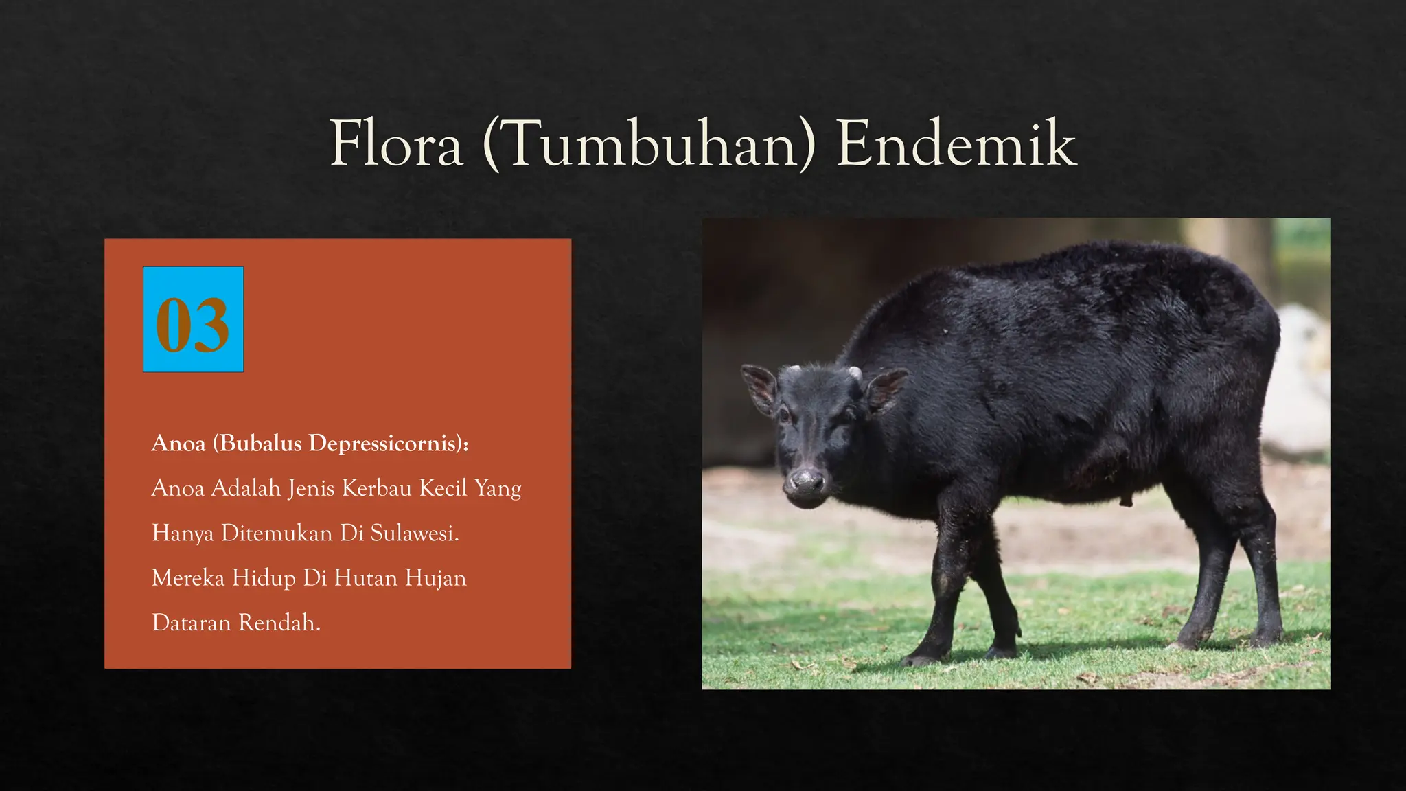 10 Flora dan Fauna Endemik yang tinggal di pulau sulawesi.pptx