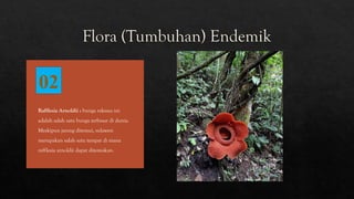 10 Flora dan Fauna Endemik yang tinggal di pulau sulawesi.pptx