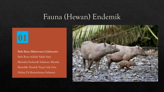 10 Flora dan Fauna Endemik yang tinggal di pulau sulawesi.pptx