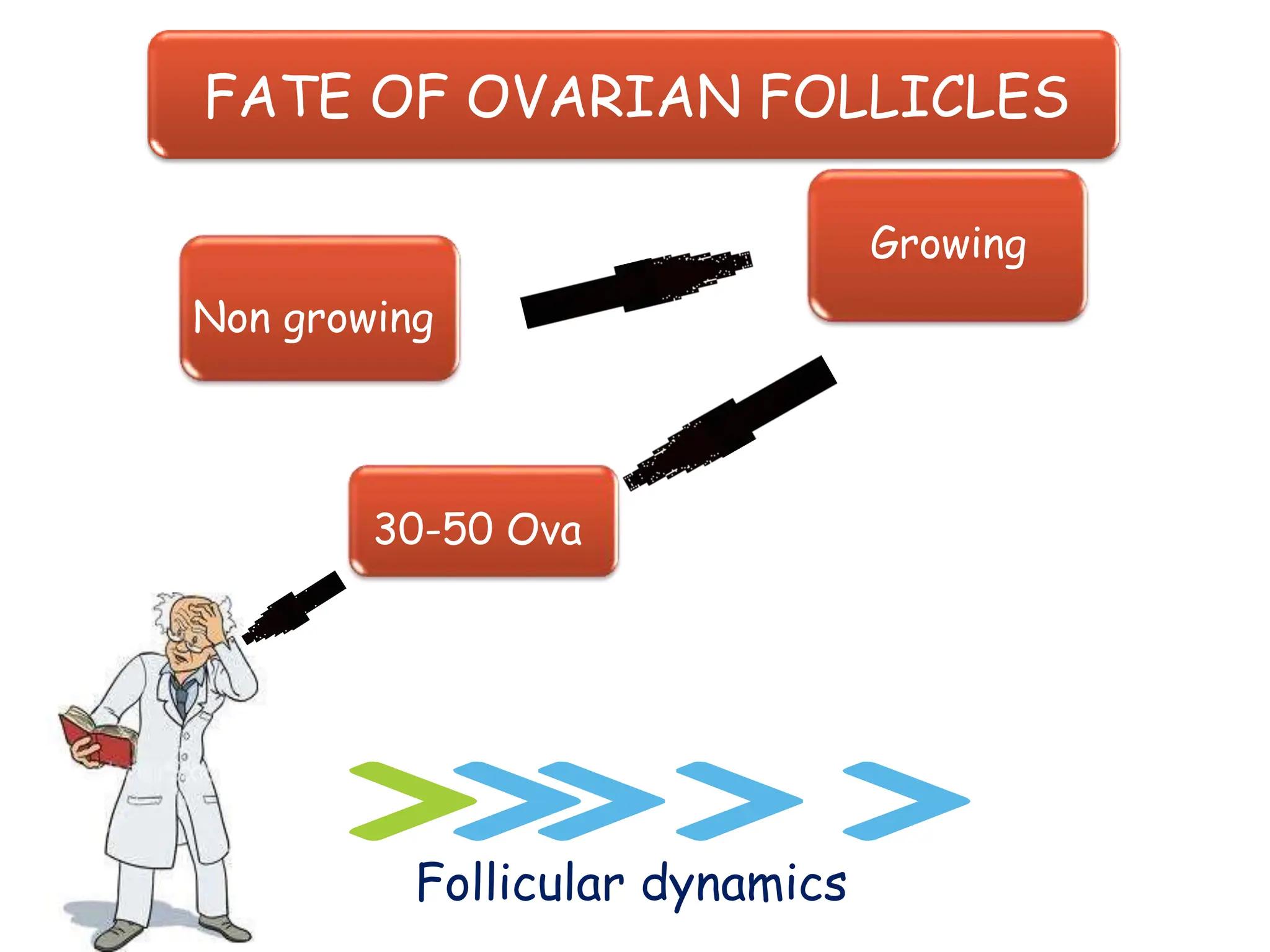 Follicular dynamics in cattleandbuffalo.ppt
