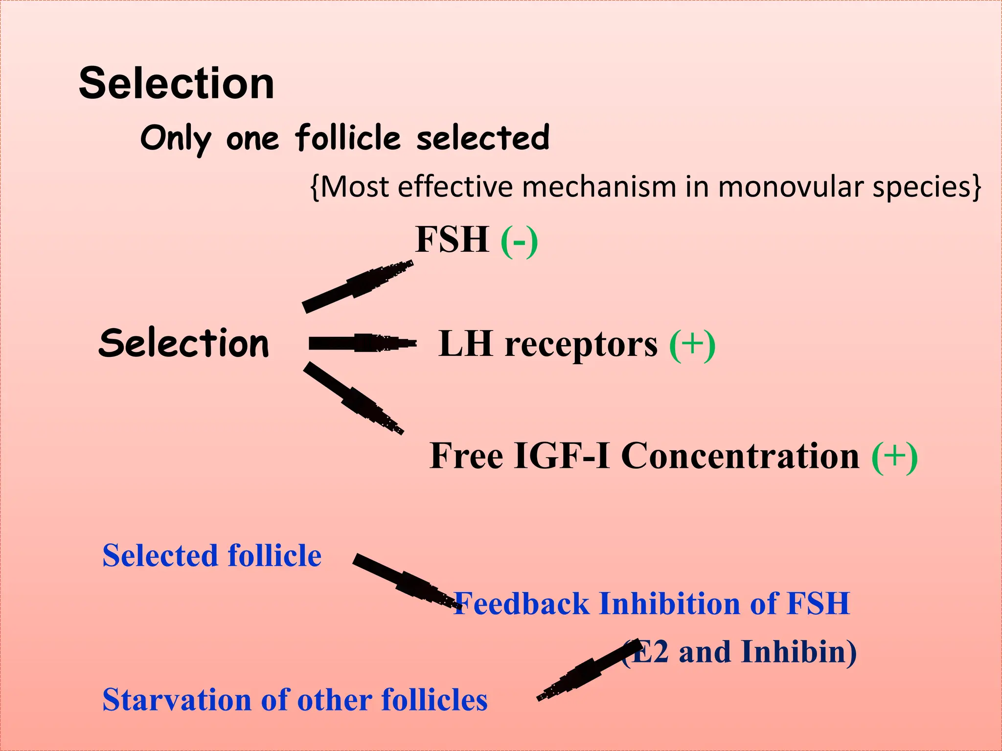 Follicular dynamics in cattleandbuffalo.ppt