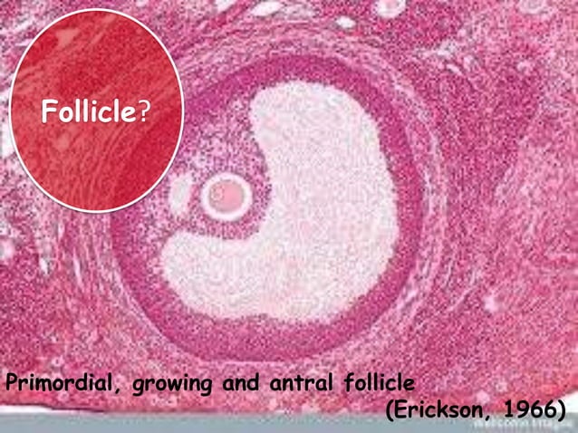 Follicular dynamics in cattleandbuffalo.ppt | Infertility ...
