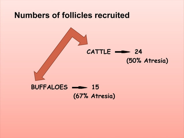 Follicular dynamics in cattleandbuffalo.ppt | Infertility ...
