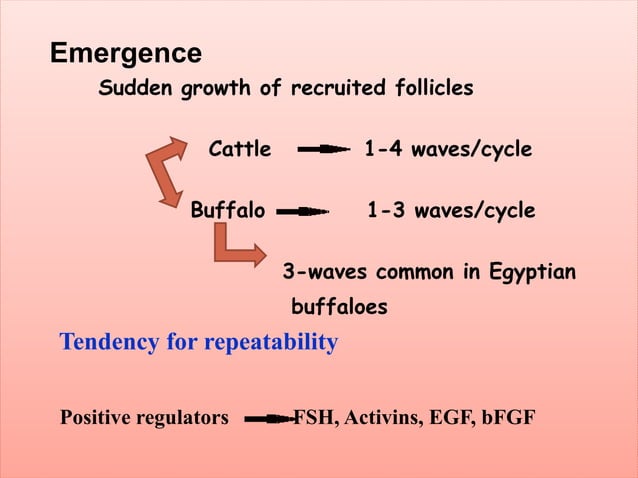 Follicular dynamics in cattleandbuffalo.ppt | Infertility ...