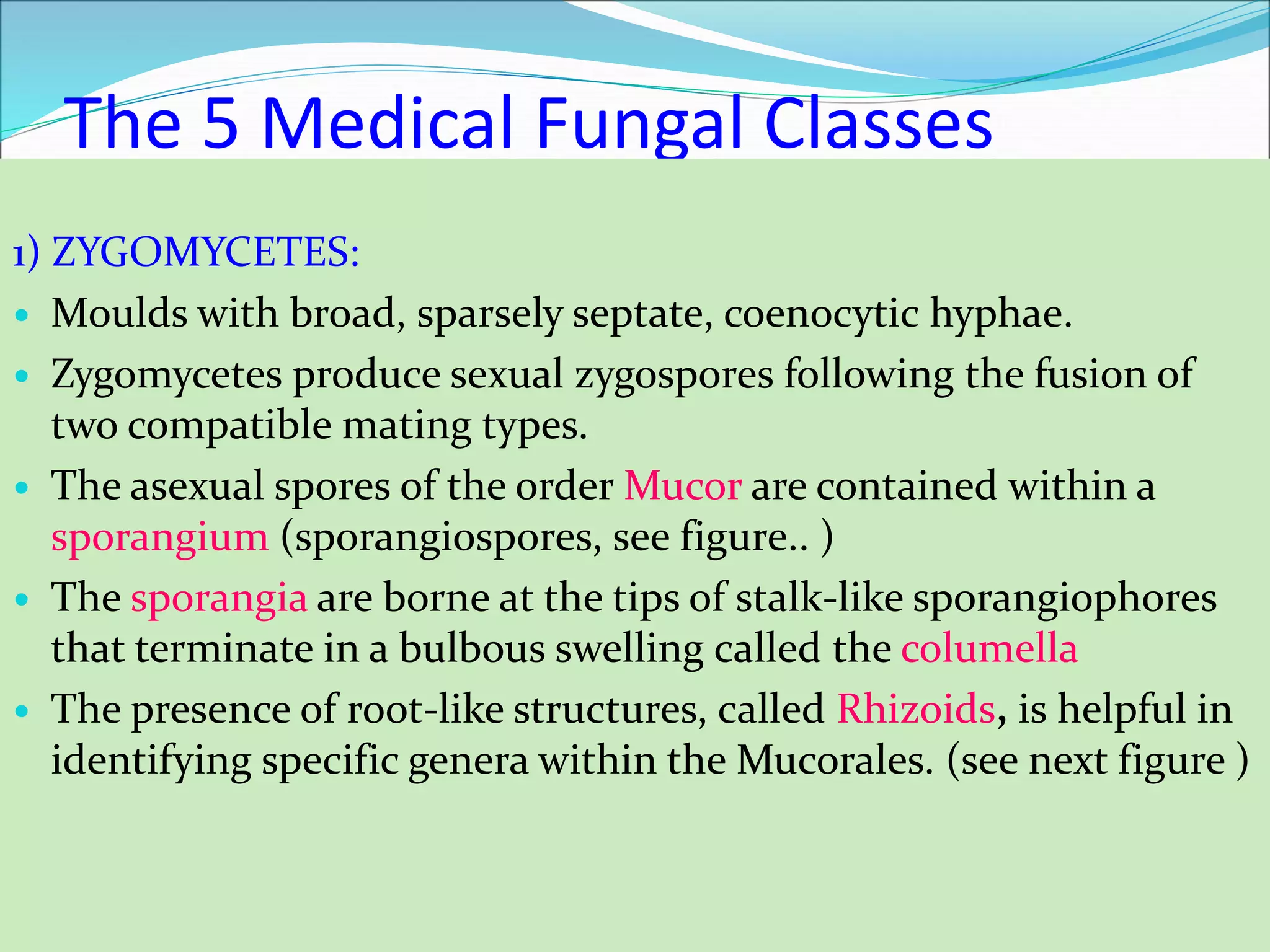(10) Fungal Classification, Structure, and Replication.ppt