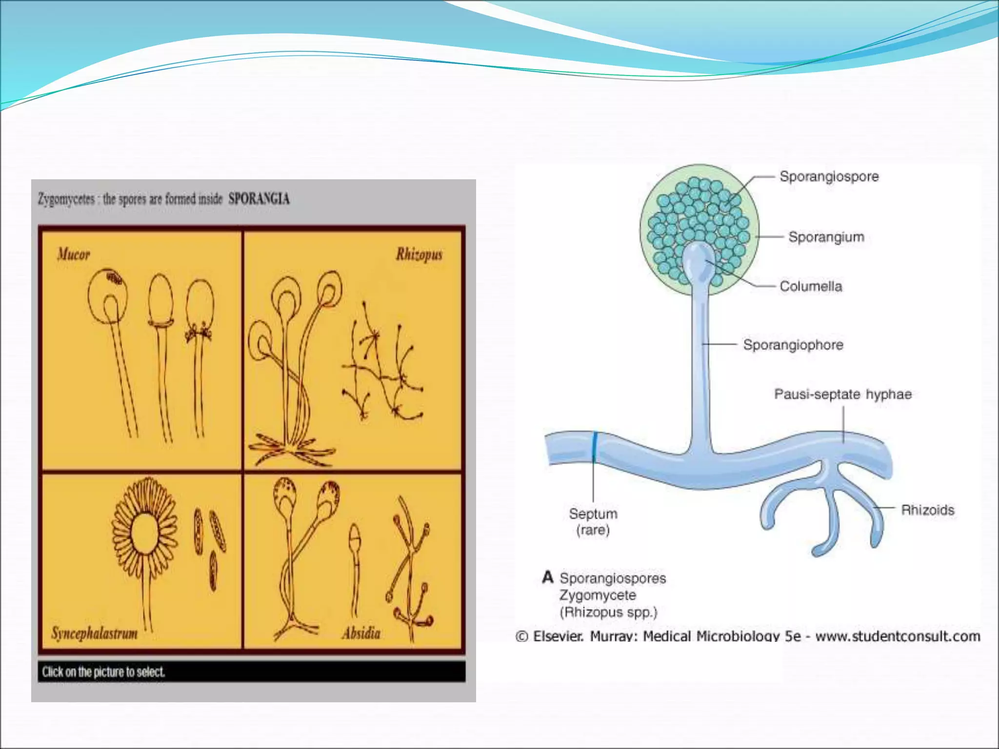 (10) Fungal Classification, Structure, and Replication.ppt