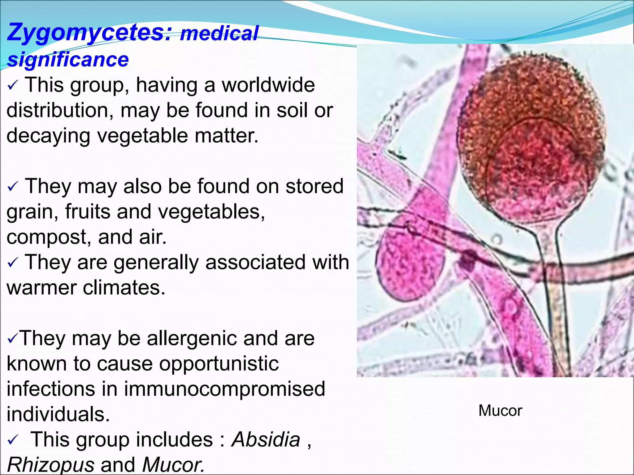 (10) Fungal Classification, Structure, and Replication.ppt