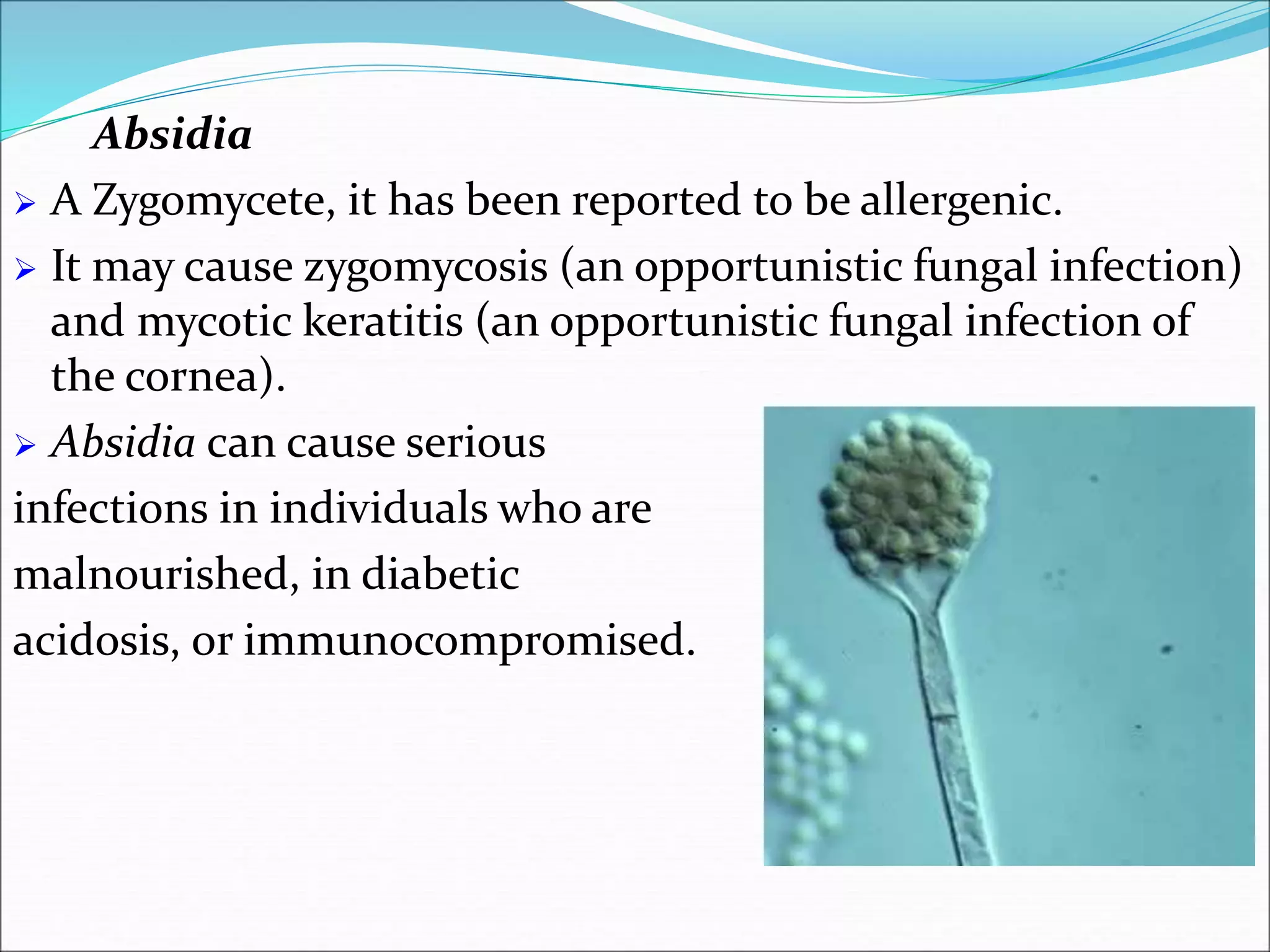 (10) Fungal Classification, Structure, and Replication.ppt