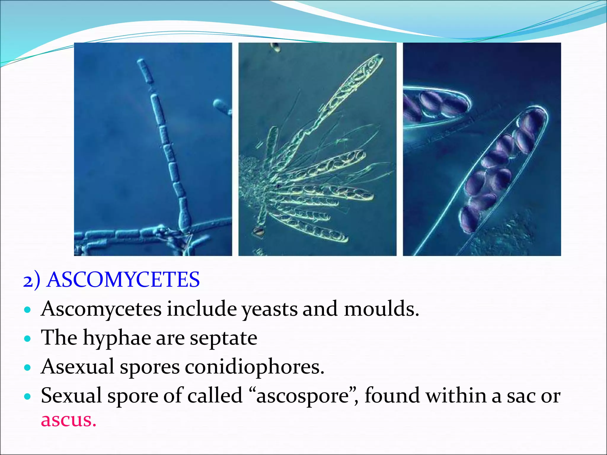 (10) Fungal Classification, Structure, and Replication.ppt
