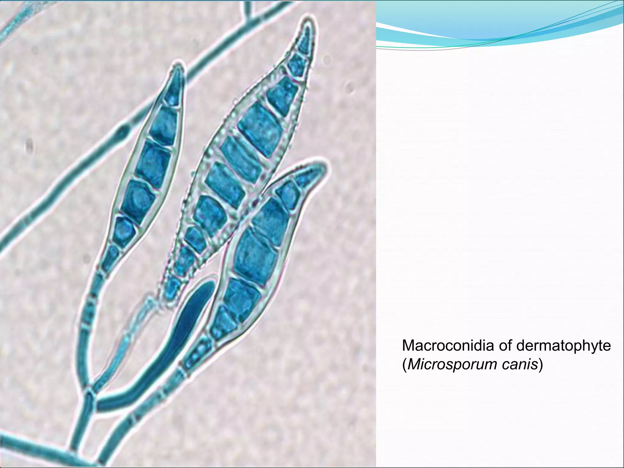 (10) Fungal Classification, Structure, and Replication.ppt