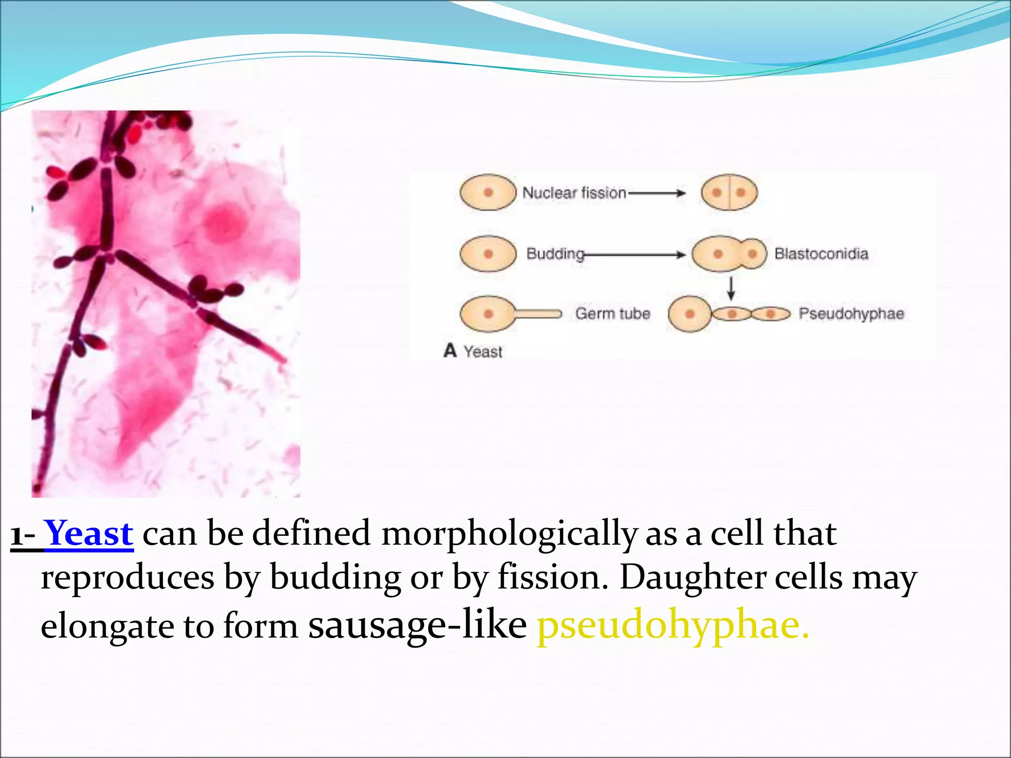 (10) Fungal Classification, Structure, and Replication.ppt