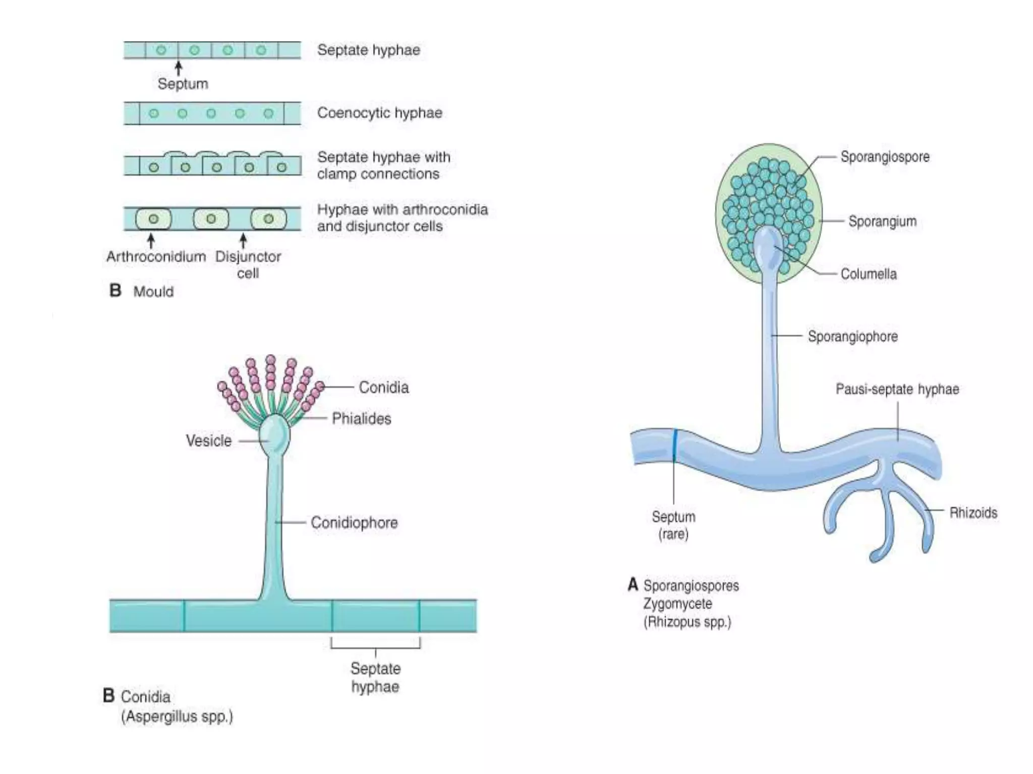 (10) Fungal Classification, Structure, and Replication.ppt