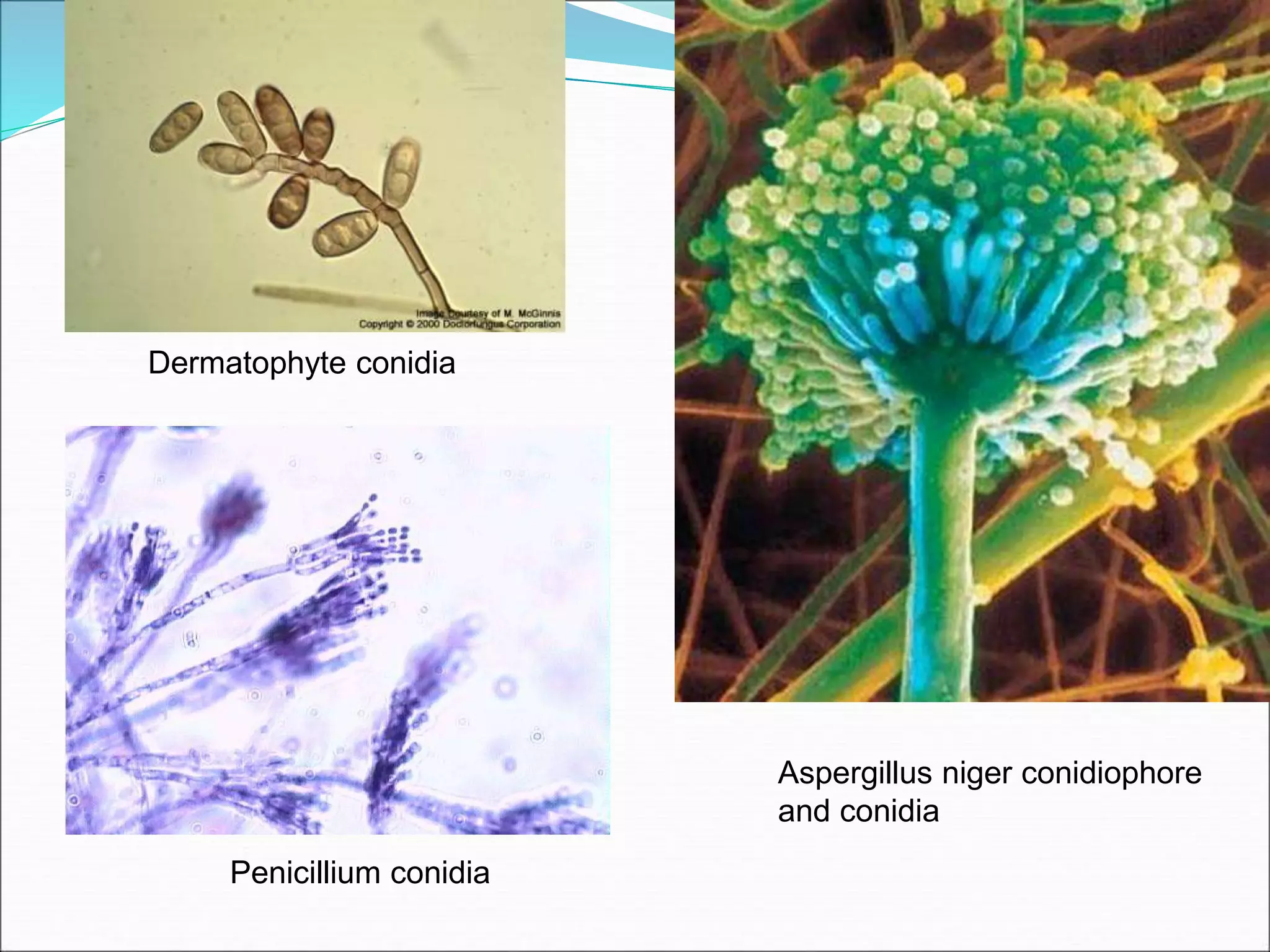 (10) Fungal Classification, Structure, and Replication.ppt
