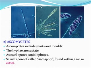 (10) Fungal Classification, Structure, and Replication.ppt