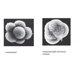 10 general embryology & musculoskeletal system 13:05 | PPTX