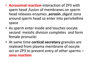 10 general embryology & musculoskeletal system 13:05 | PPTX