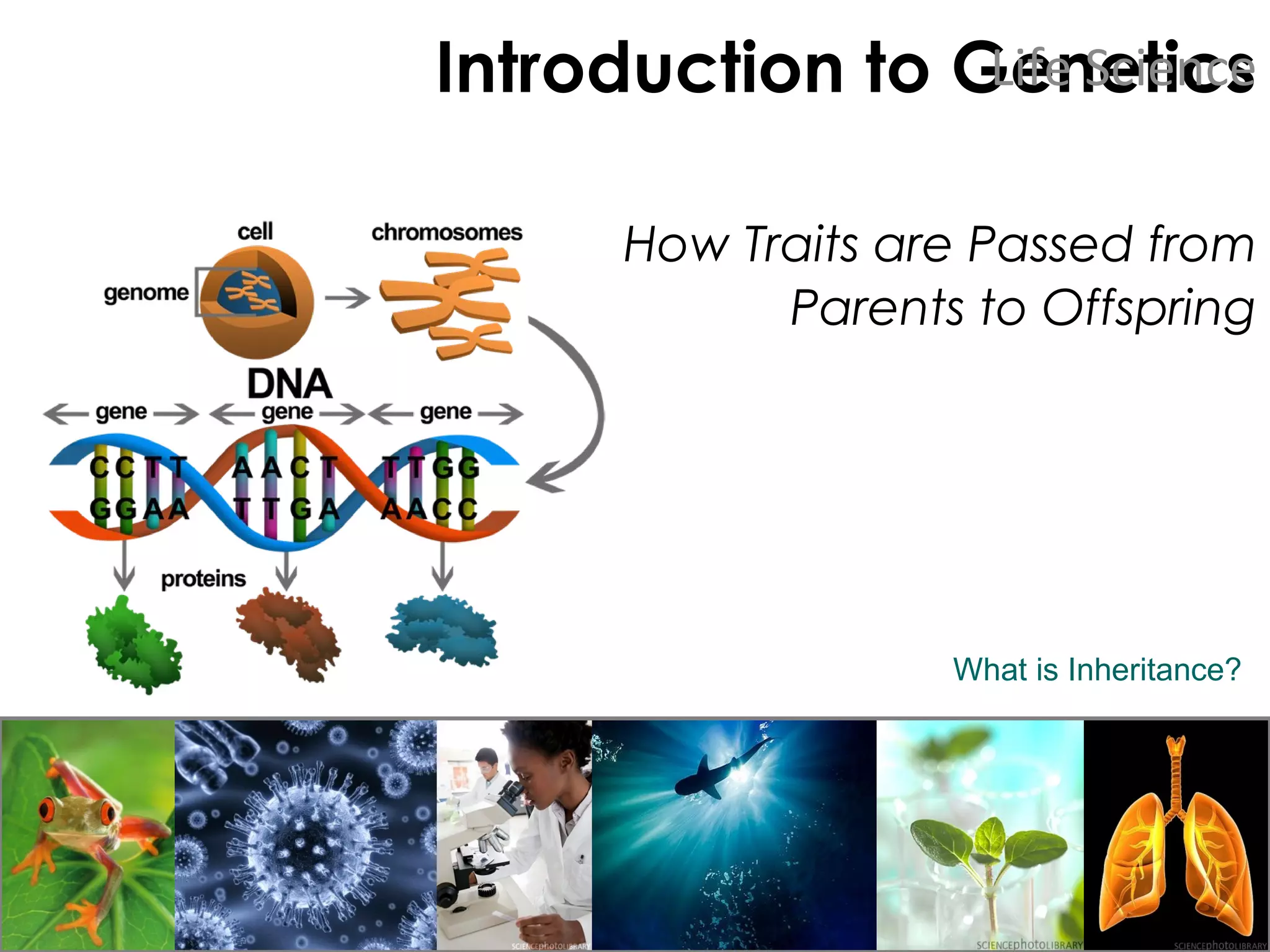 Intro to Genetics | PPT