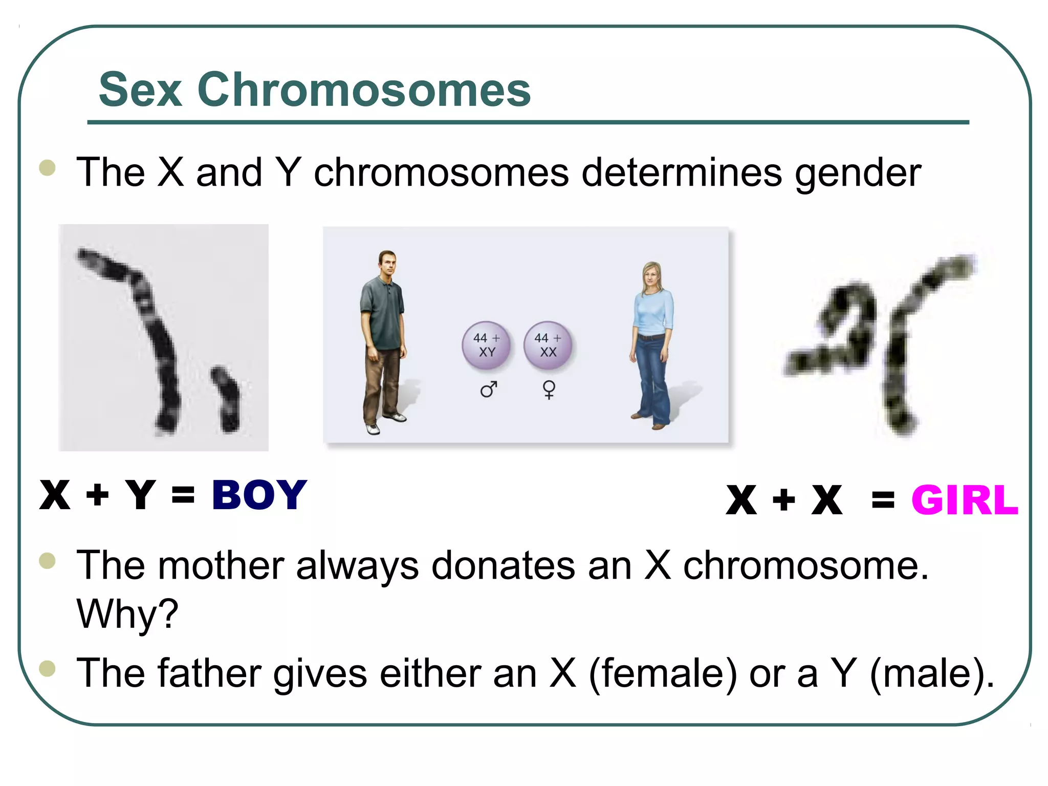 Intro to Genetics | PPT