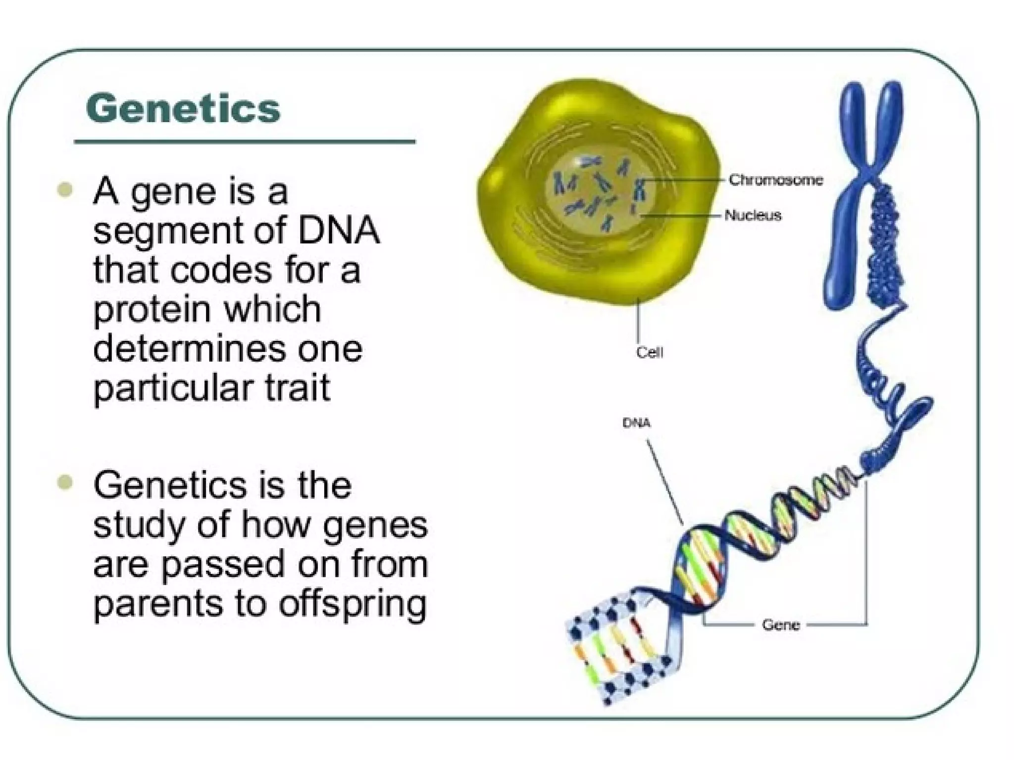 Intro to Genetics | PPT