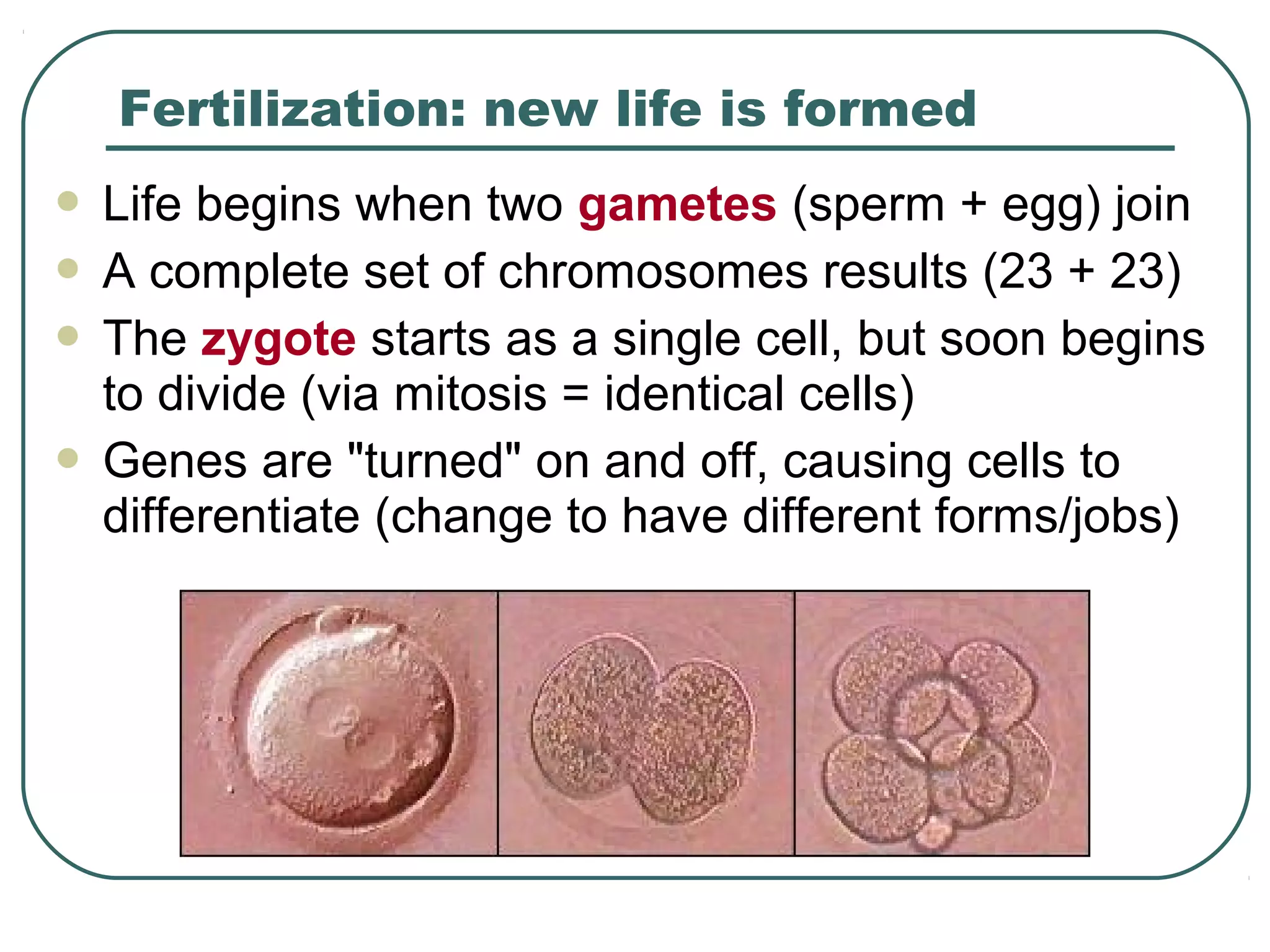 Intro to Genetics | PPT