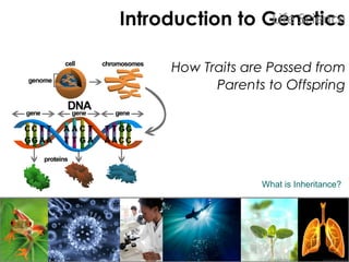 Intro to Genetics | PPT