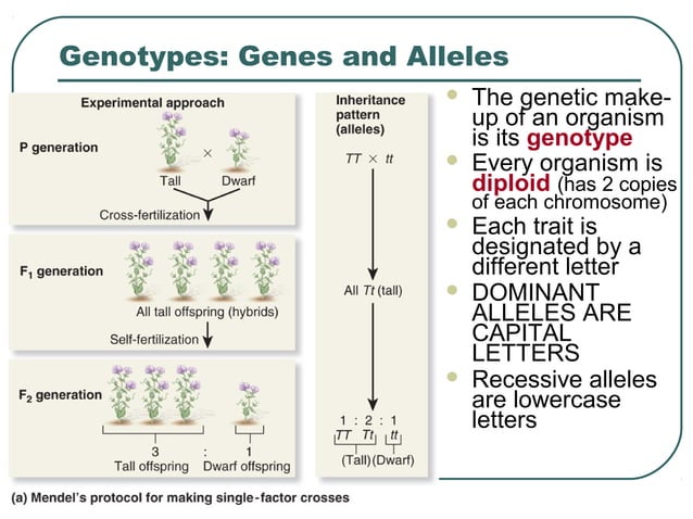 Intro to Genetics | PPT