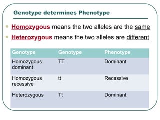 Intro to Genetics | PPT