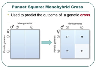 Intro to Genetics | PPT