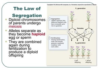 Intro to Genetics | PPT