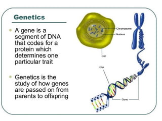 Intro to Genetics | PPT