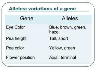 Intro to Genetics | PPT