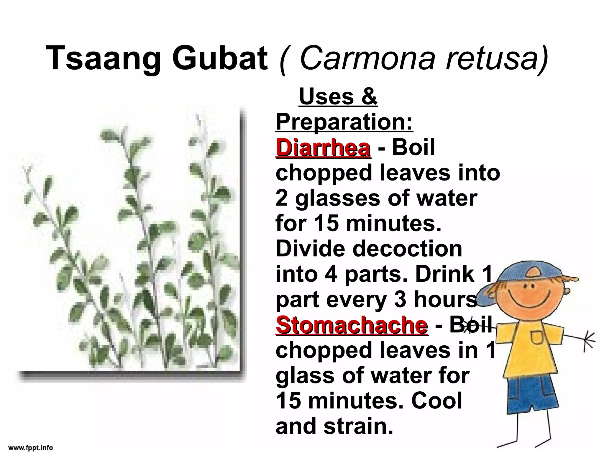 10 herbal medicines approved by the doh | PPT