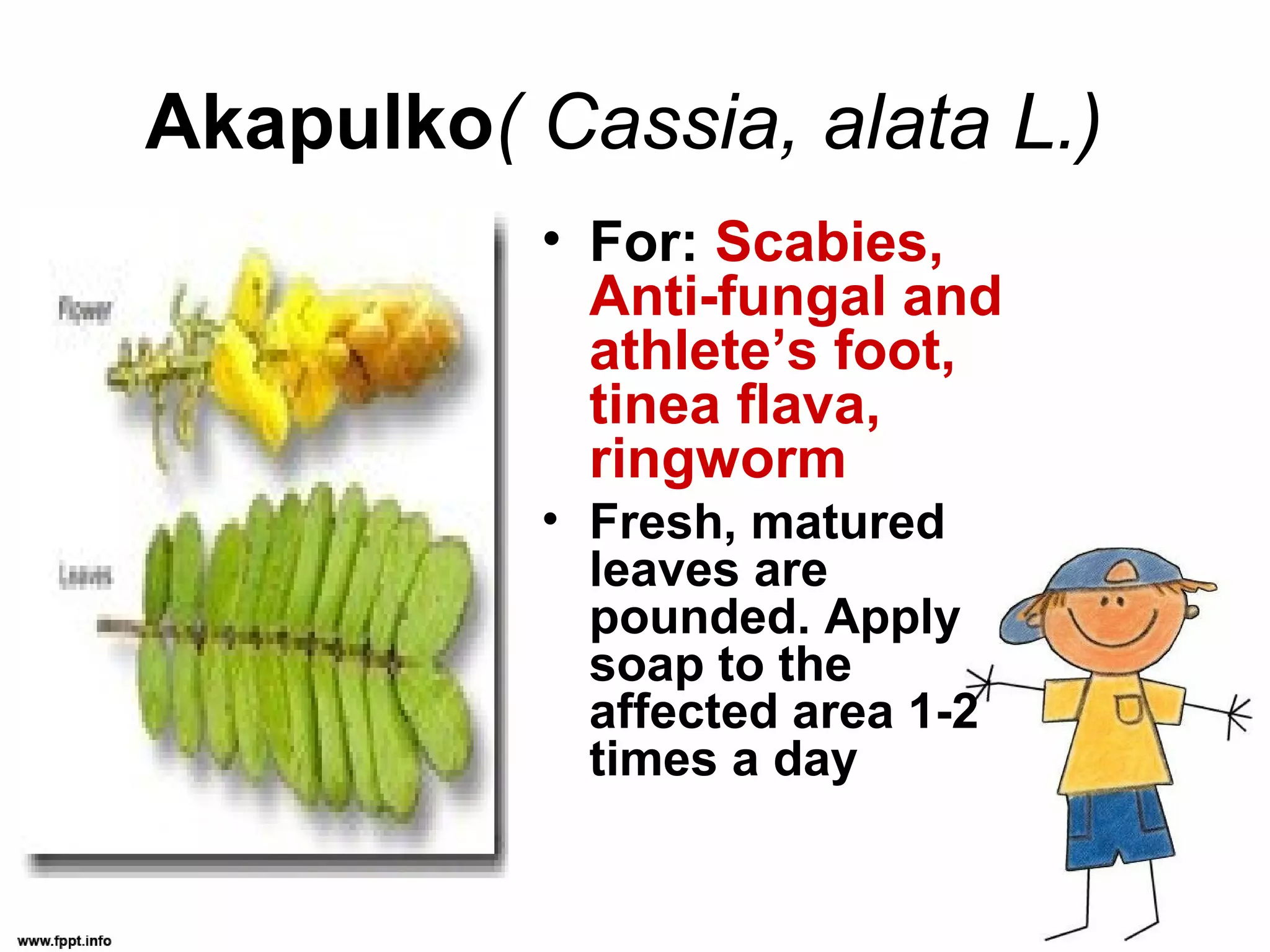 10 herbal medicines approved by the doh | PPT