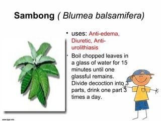10 herbal medicines approved by the doh | PPT
