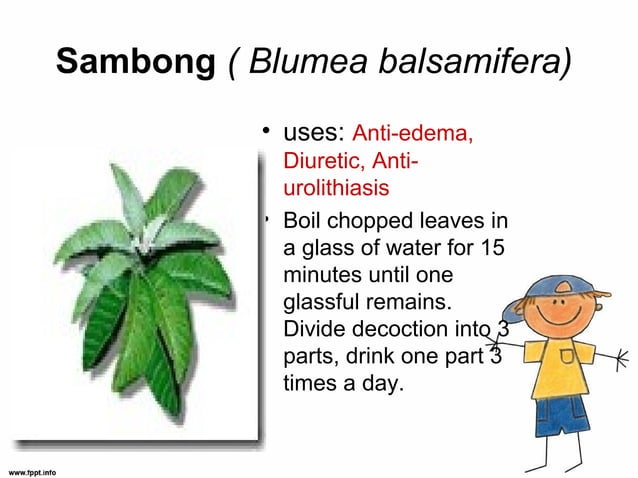 10 herbal medicines approved by the doh | PPT