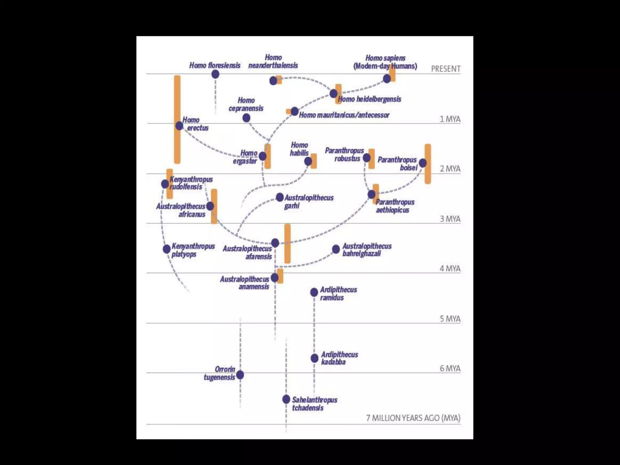 10 Genus Homo | PPTX