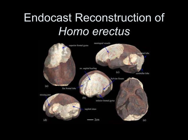10 Genus Homo | PPTX | Geology | Science