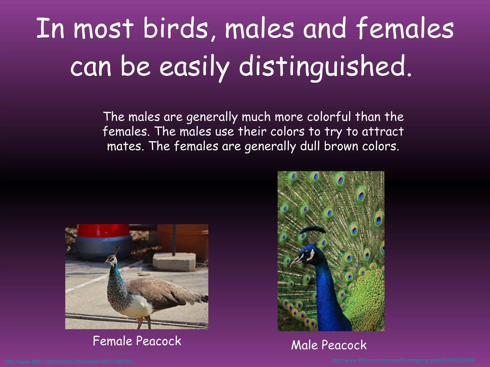 10 interesting facts vertebrates | PPT