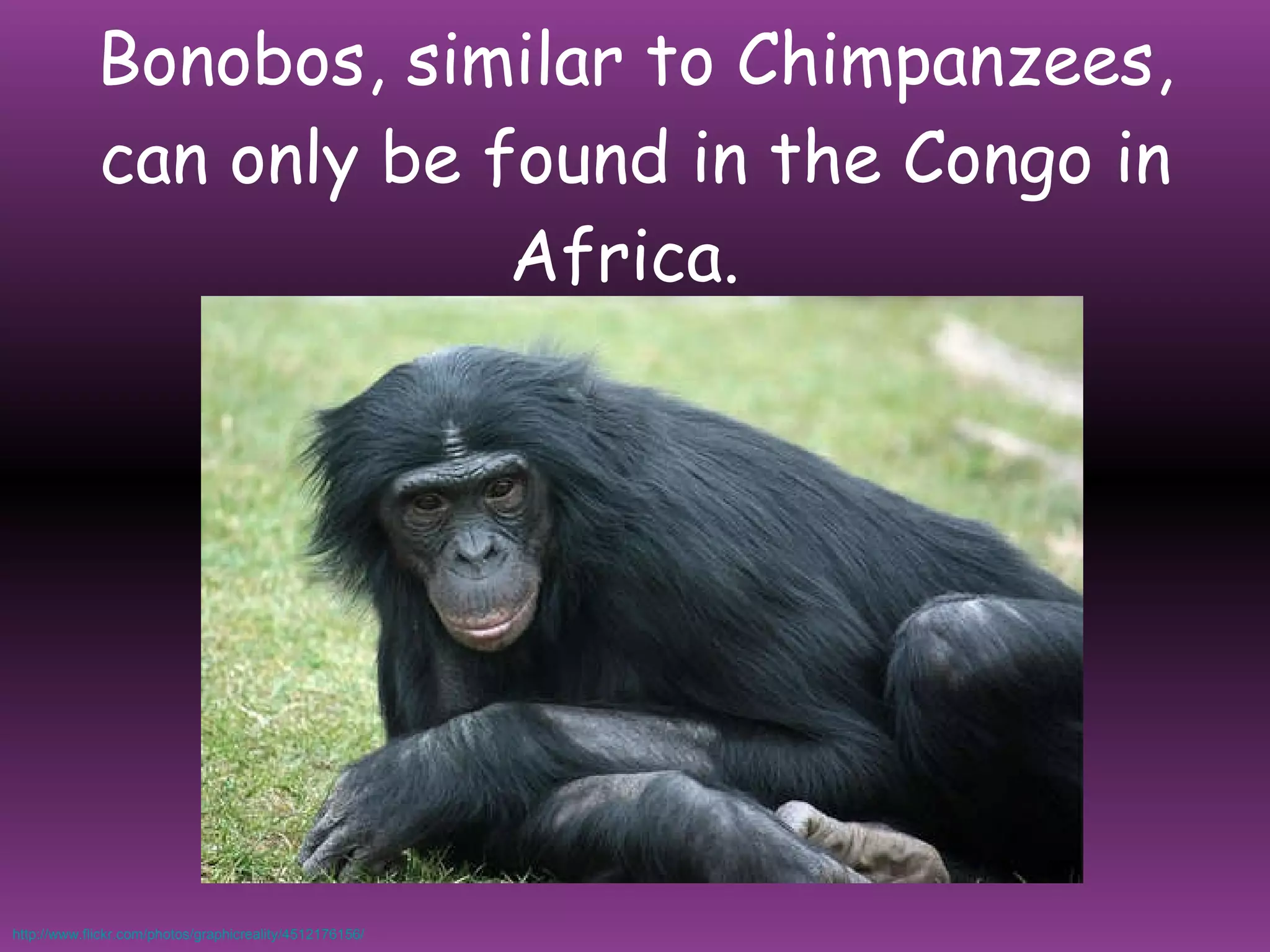 10 interesting facts vertebrates | PPT