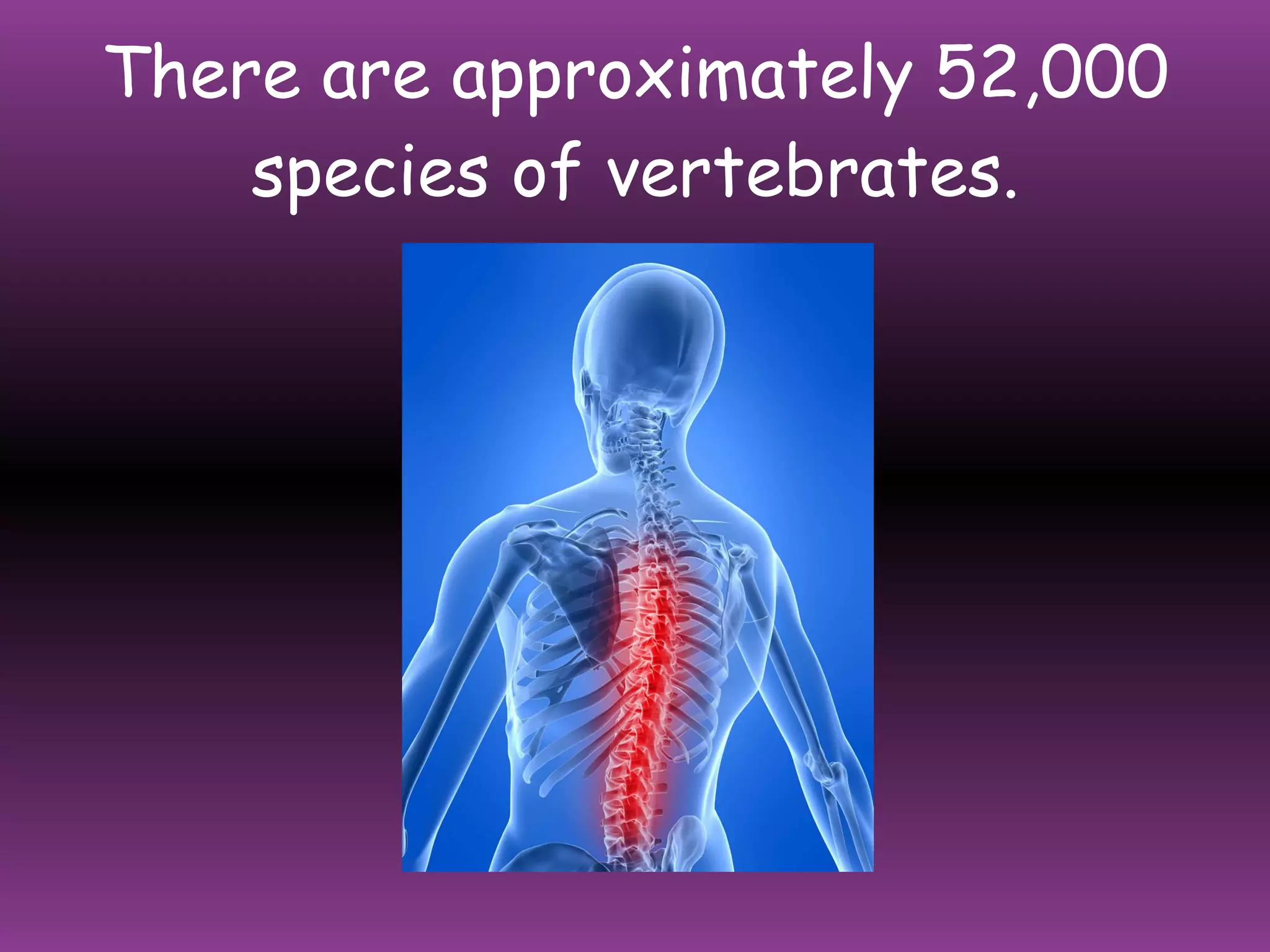 10 interesting facts vertebrates | PPT