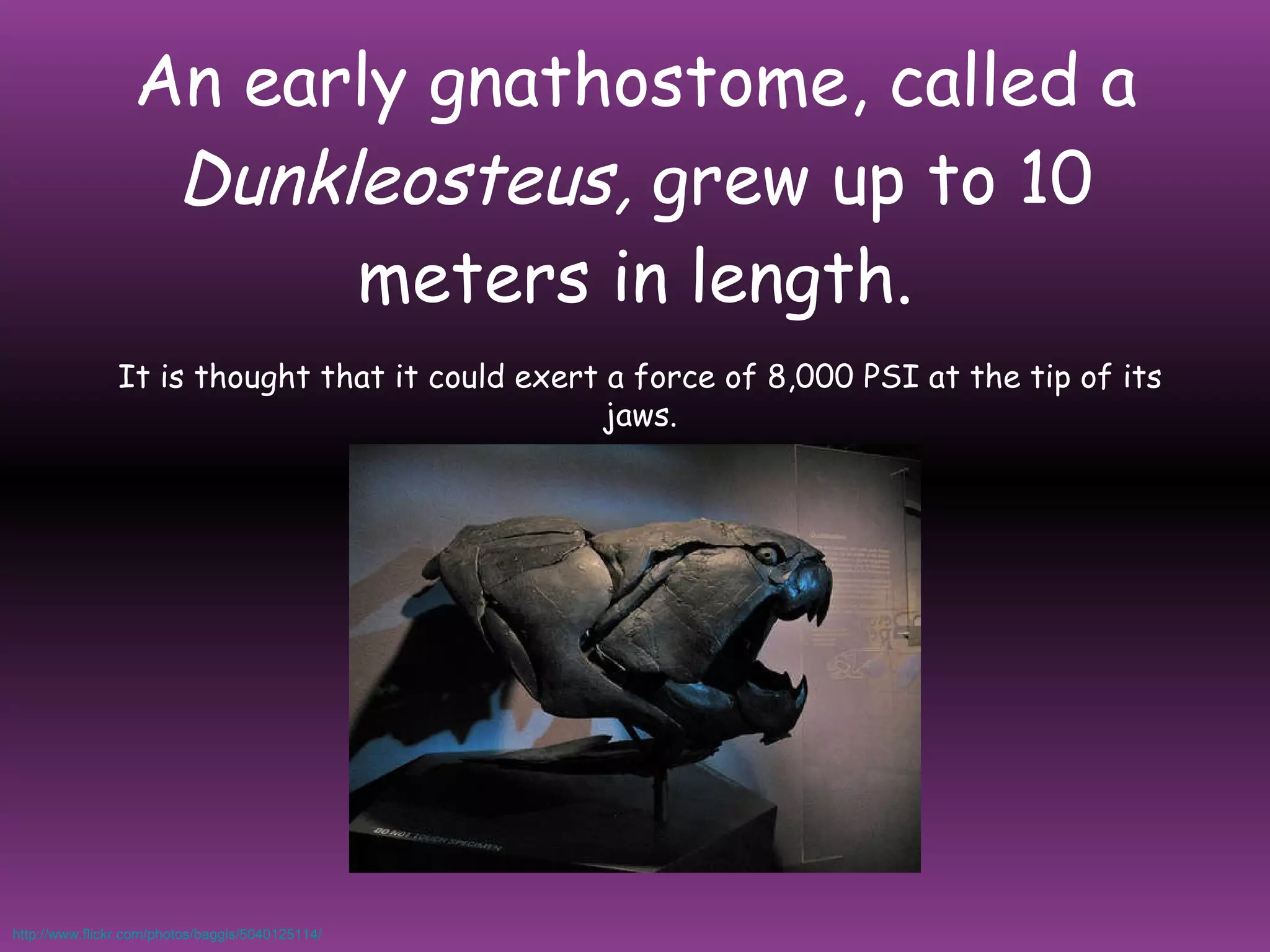 10 interesting facts vertebrates | PPT