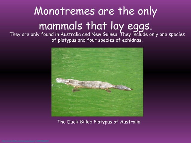 10 interesting facts vertebrates | PPT | Fish and Aquariums | Pets