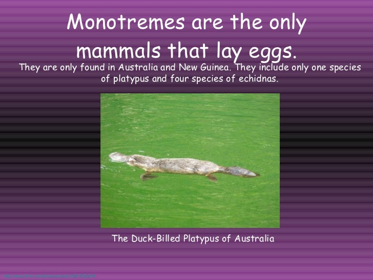 Vertebrates Facts