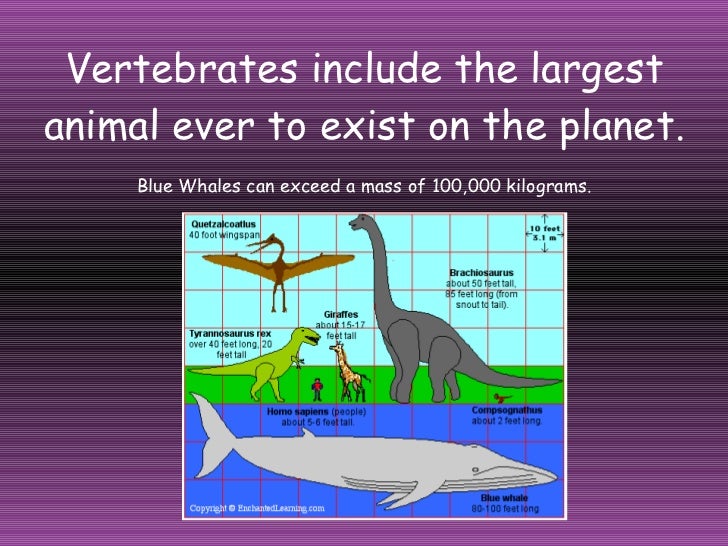 Vertebrates Facts