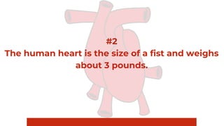 5 Interesting Heart Facts You Must Know | PPTX