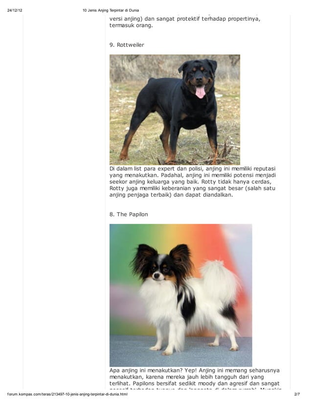 10 jenis anjing terpintar di dunia | PDF