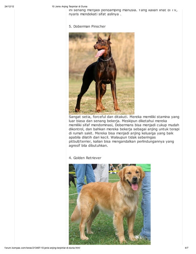 10 jenis anjing terpintar di dunia | PDF
