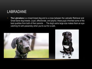 10 Amazing Labrador Retriever Mix Breeds | PPTX | Dogs | Pets