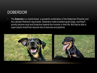 10 Amazing Labrador Retriever Mix Breeds | PPTX